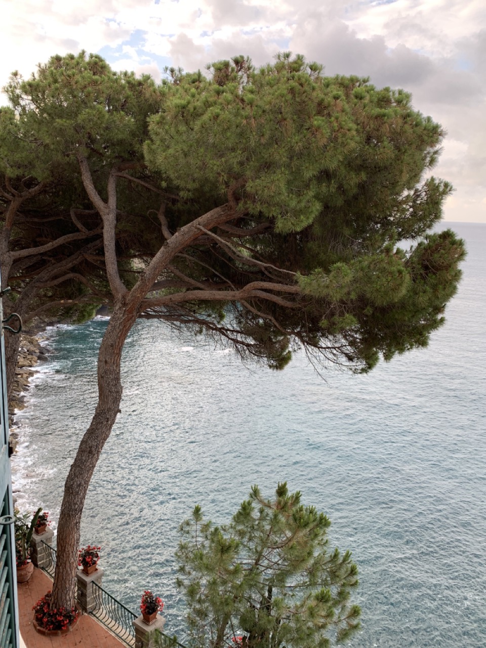 Pino marittimo: caratteristiche, benefici per l'ambiente