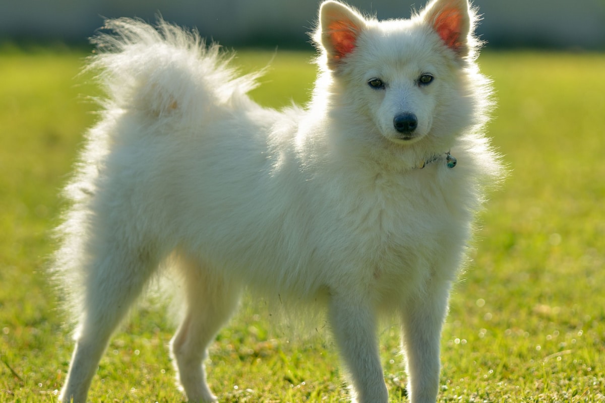 Spitz tedesco: aspetto, cura, caratteristiche, malattie e prezzo