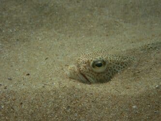 Tracina: cosa fare se si viene punti e cosa non fare