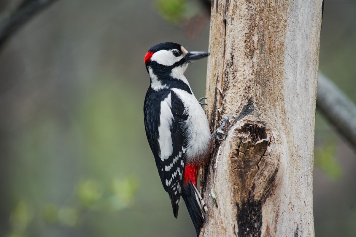 Picchio: caratteristiche delle principali specie e metodi per allontanarli