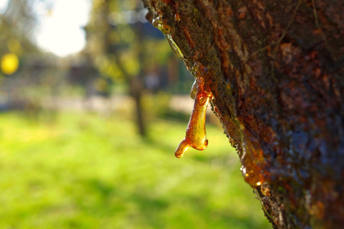 Resine naturali: tipologie, caratteristiche e ambiti di utilizzo