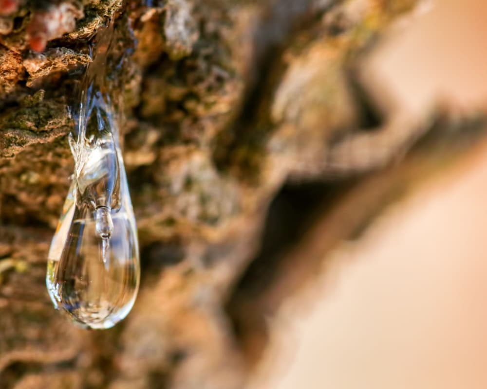 Resine naturali: tipologie, caratteristiche e ambiti di utilizzo