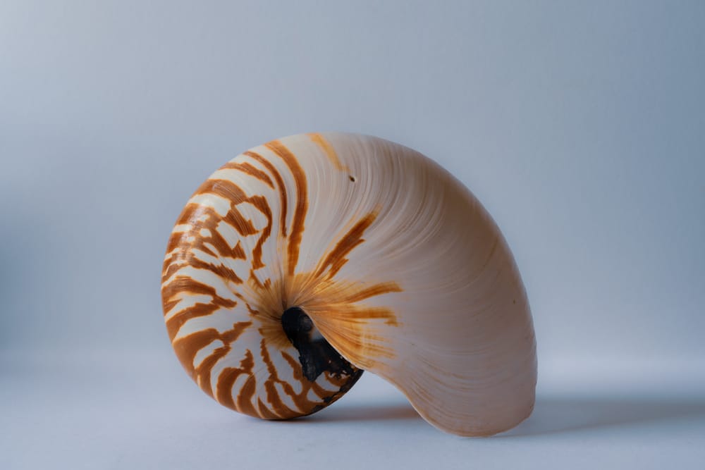 Scopriamo cos'è il Nautilus, come vive e perché è a rischio di estinzione