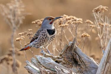 Picchio: caratteristiche delle principali specie e metodi per allontanarli