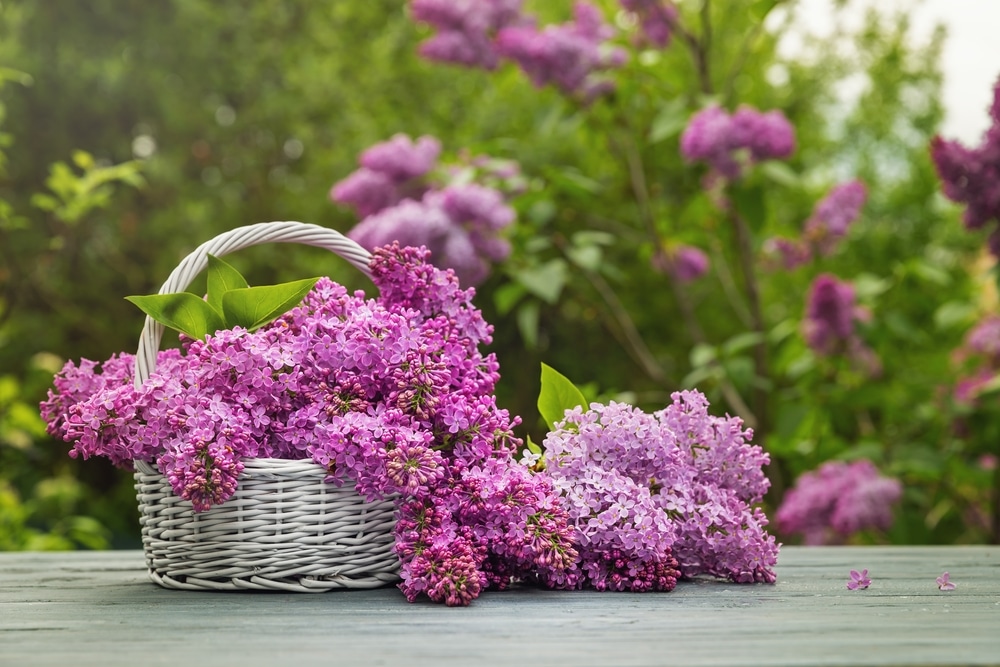 Lillà: come coltivare questa pianta in vaso o in giardino