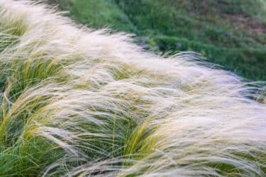 Stipa tenuissima: caratteristiche e consigli per la cura e la coltivazione
