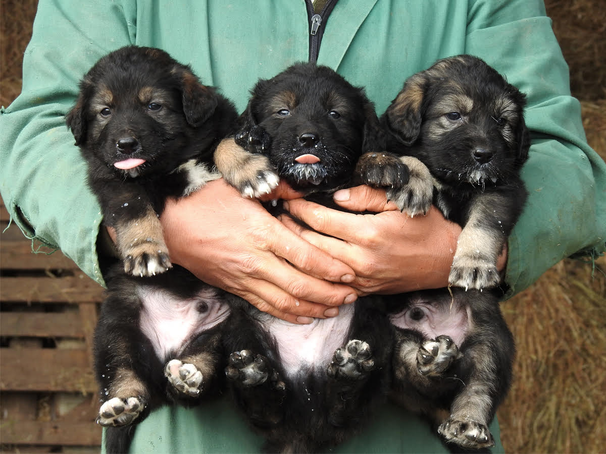 Pastore della Sila, un cane tutto italiano per proteggere le greggi e ...