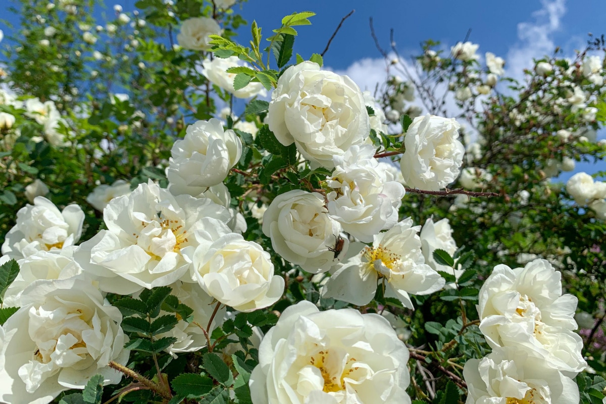 Rose bianche: come coltivarle e cosa significano nel linguaggio dei fiori