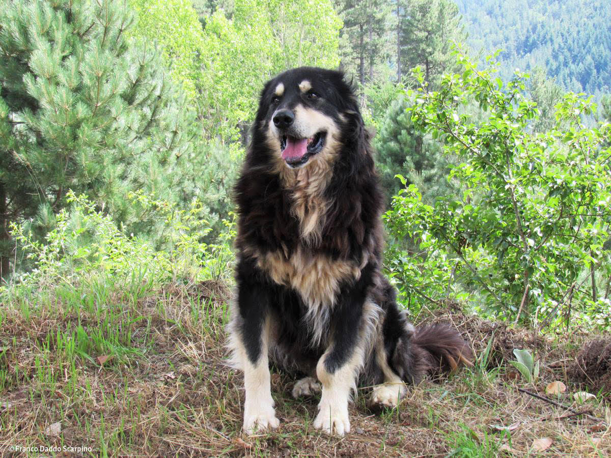 Pastore della Sila, un cane tutto italiano per proteggere le greggi e ...