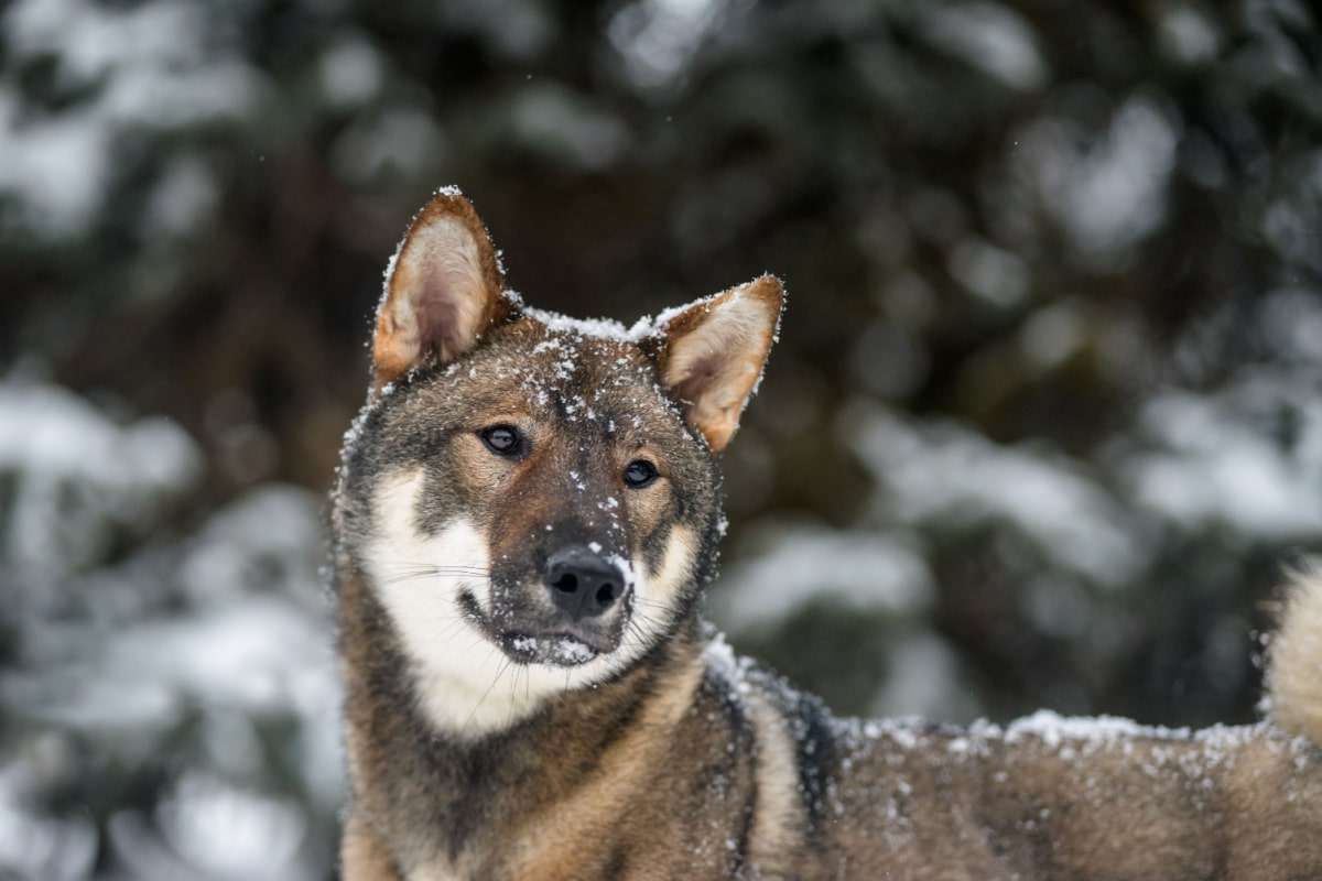 Shikoku Inu: caratteristiche fisiche, carattere e consigli per la cura