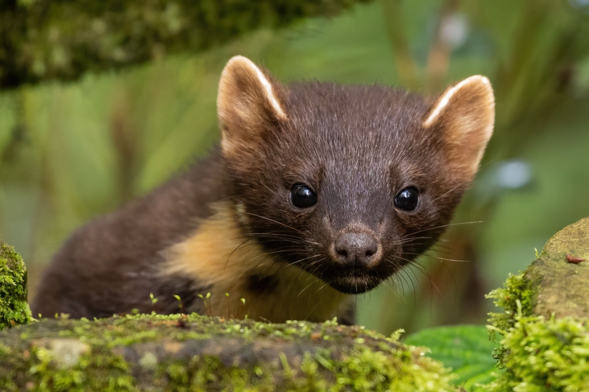 Martora: caratteristiche, habitat e comportamenti abituali
