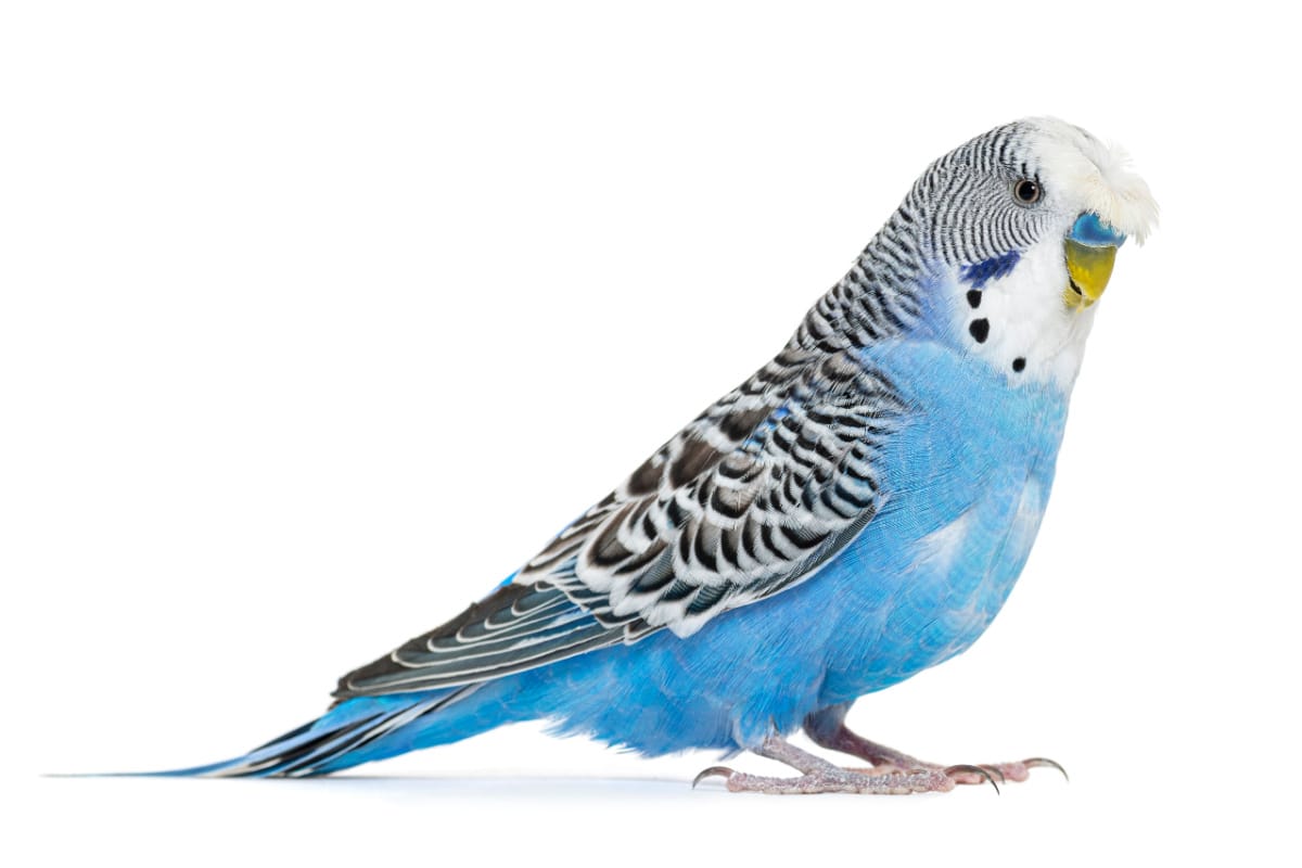 Pappagallo: razze e caratteristiche peculiari di questi uccelli