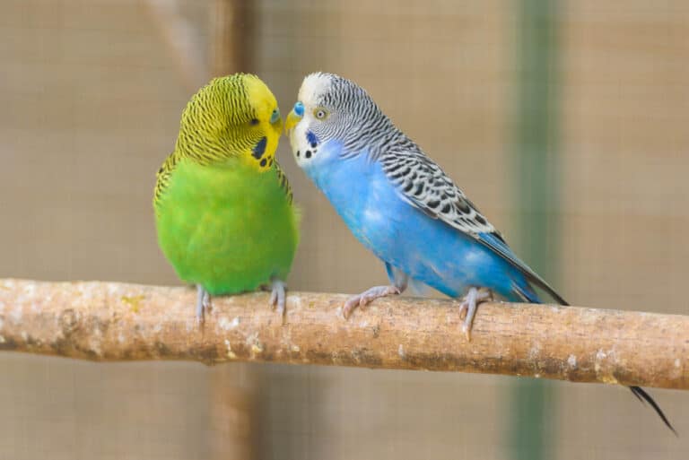 Cocorito: tutto su questa specie di pappagalli originari dall'Australia