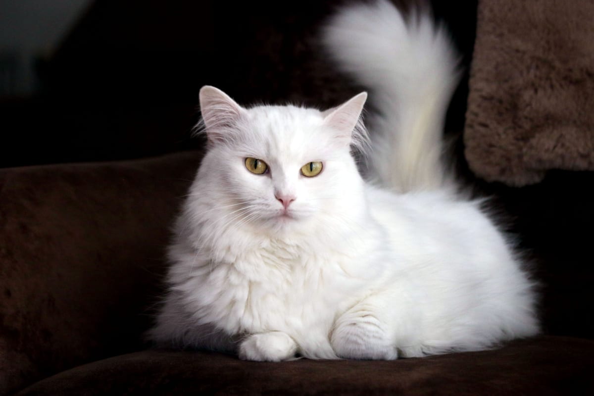 Gatto bianco: principali razze, carattere e principali problemi di salute