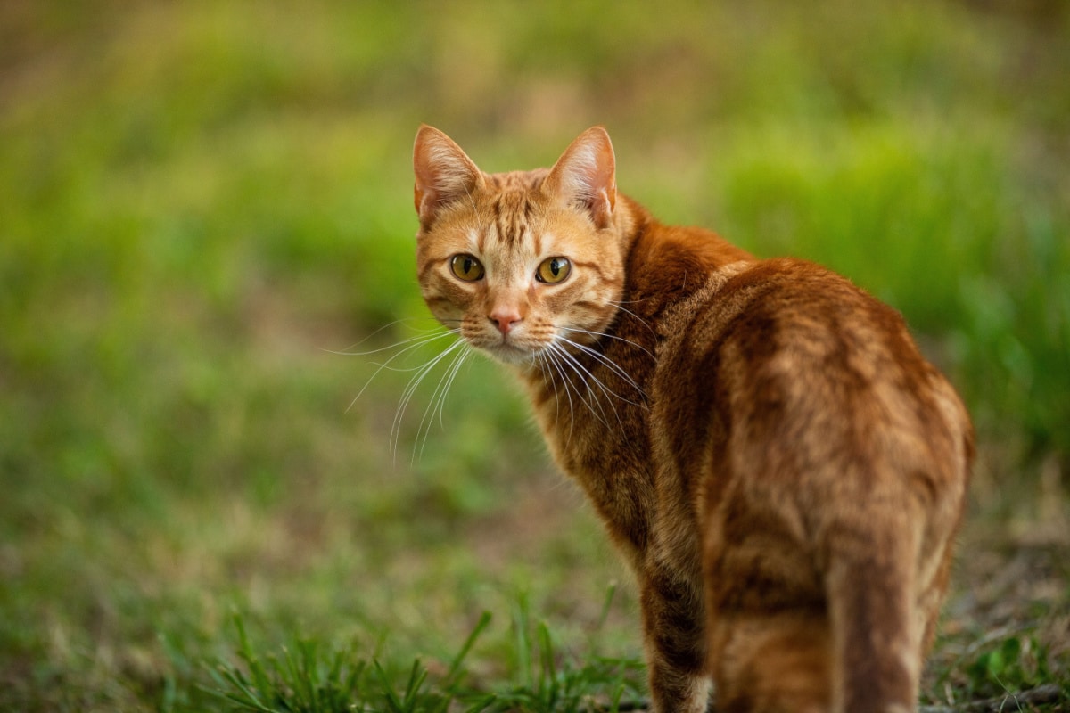 Gatto rosso: le principali razze, il carattere e i motivi del ...