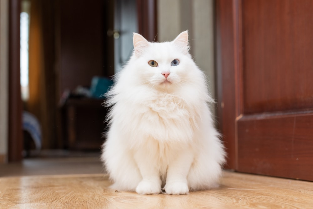 Gatto bianco: principali razze, carattere e principali problemi di salute