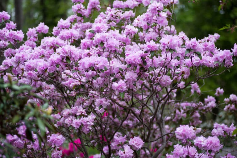 Rododendro: cura, varietà e consigli utili per questa pianta