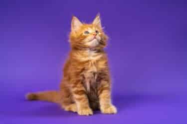 Gatto rosso: le principali razze, il carattere e i motivi del ...