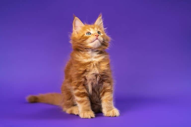 Gatto rosso: le principali razze, il carattere e i motivi del ...