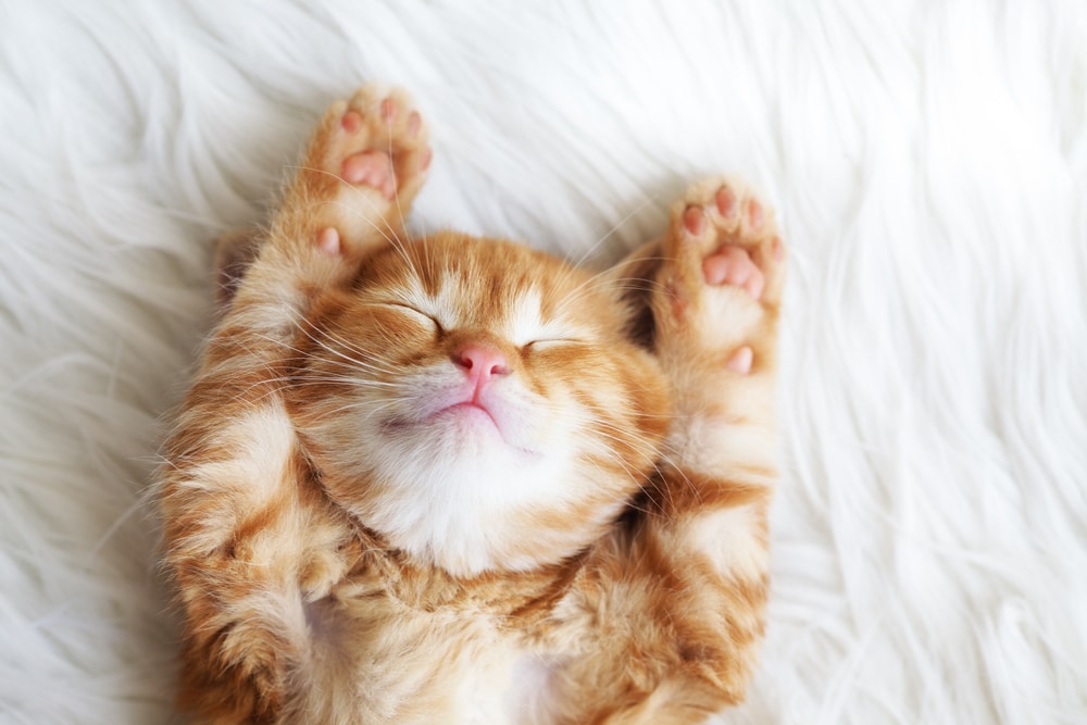 Gatto rosso: le principali razze, il carattere e i motivi del ...
