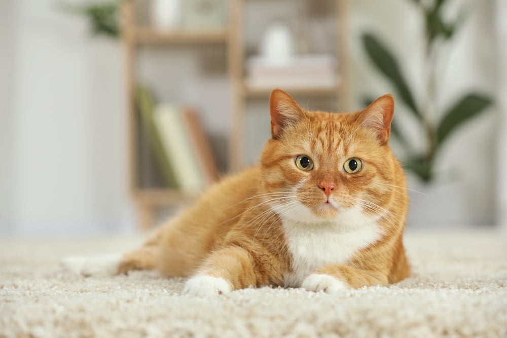 Gatto rosso: le principali razze, il carattere e i motivi del ...