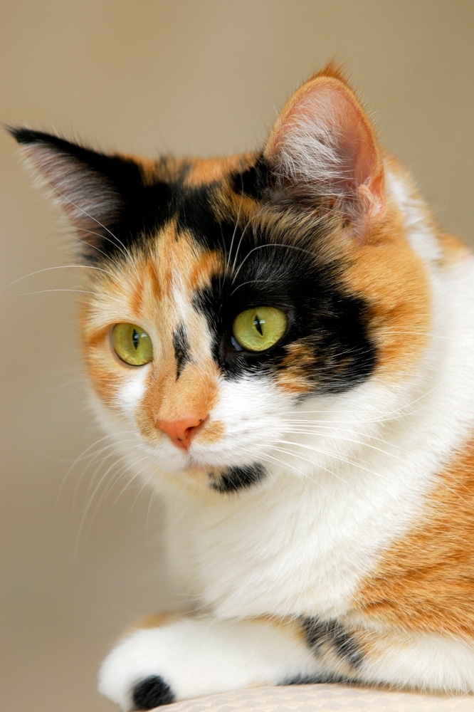 Gatto calico: razze, particolarità, carattere e consigli per la cura