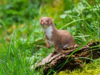 Faina: caratteristiche, habitat, abitudini e consigli per difendere i ...