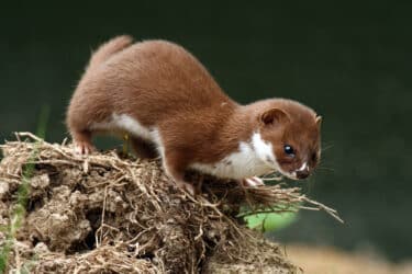 Faina: caratteristiche, habitat, abitudini e consigli per difendere i ...