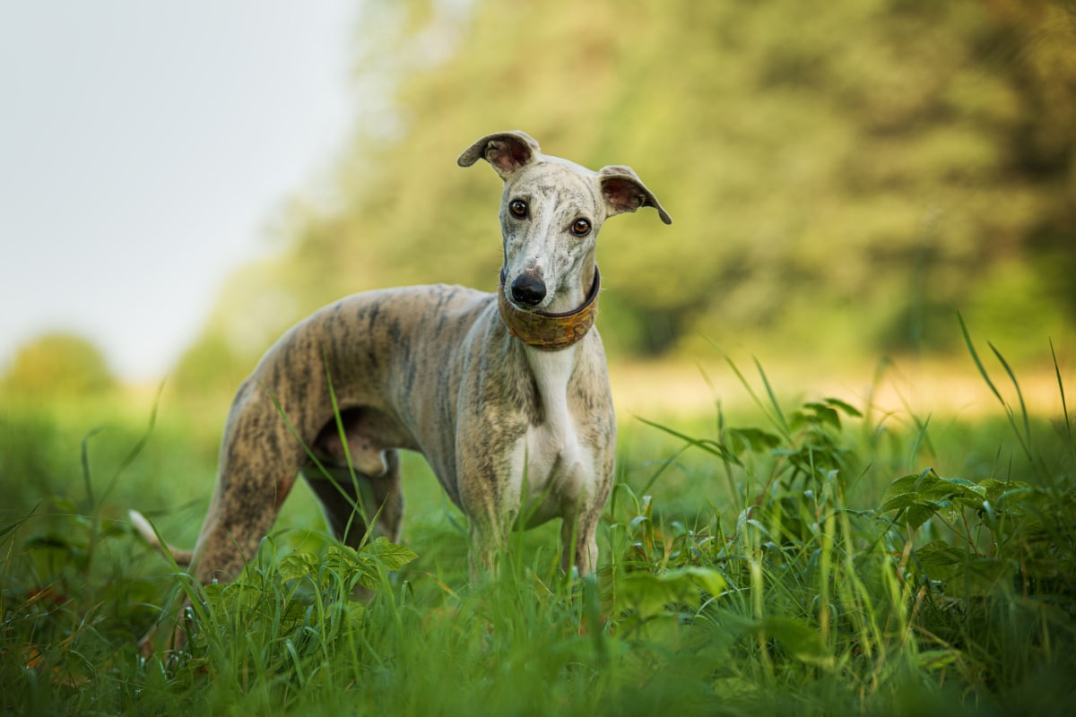 Whippet: caratteristiche fisiche, carattere e consigli per la cura