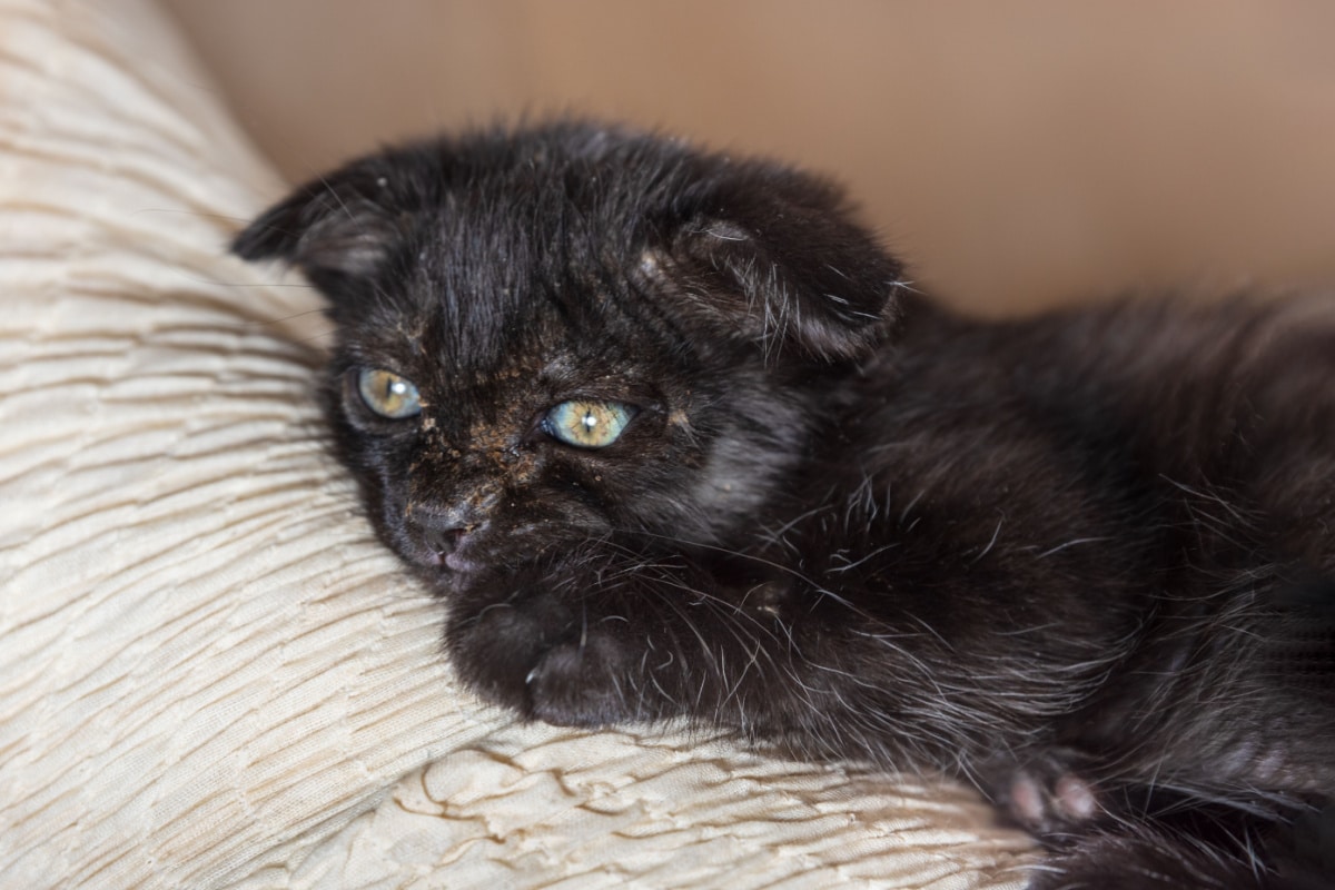 Tigna del gatto: sintomi, cause, diagnosi e trattamento