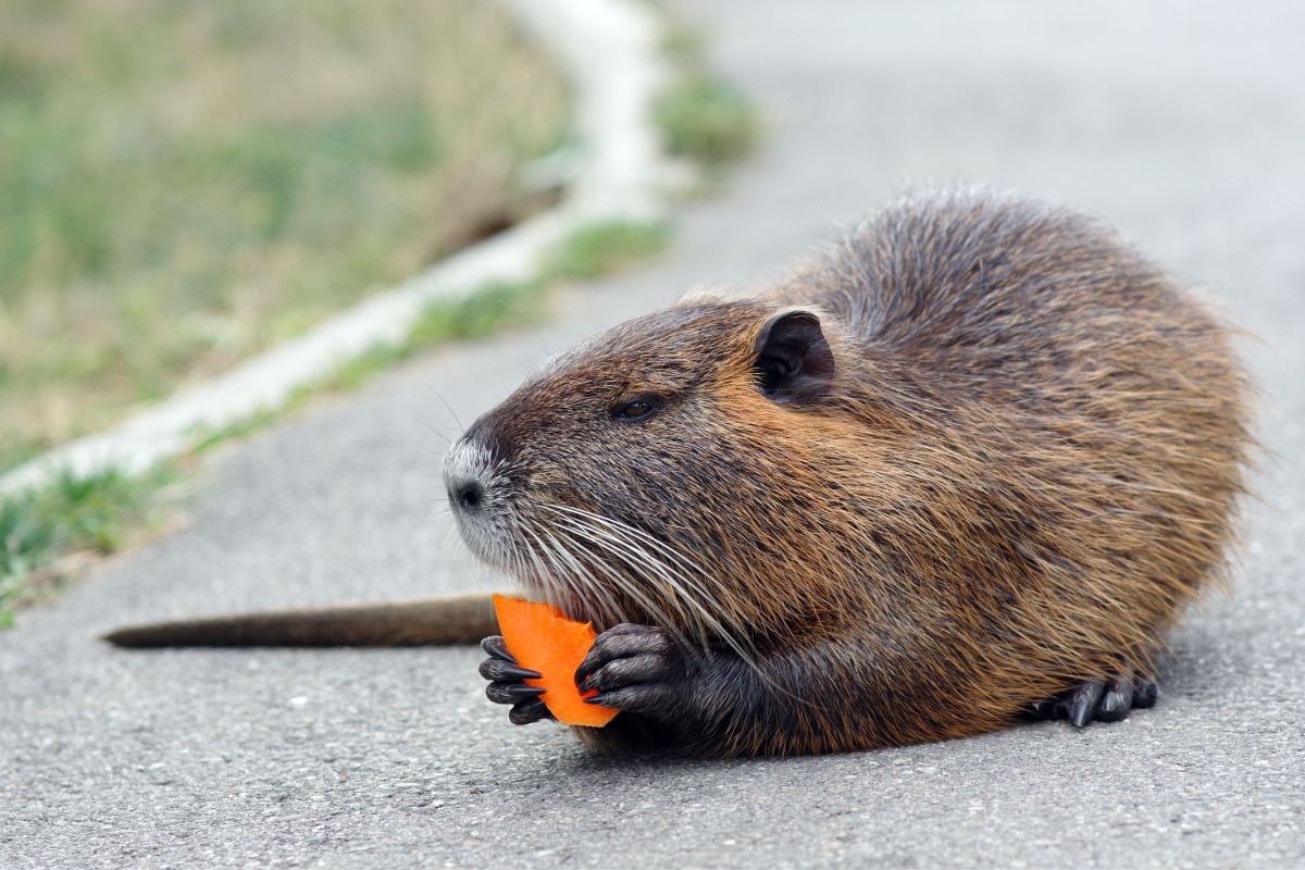 Tutto sulla nutria, da dove vengono, cosa mangiano, sono veramente ...