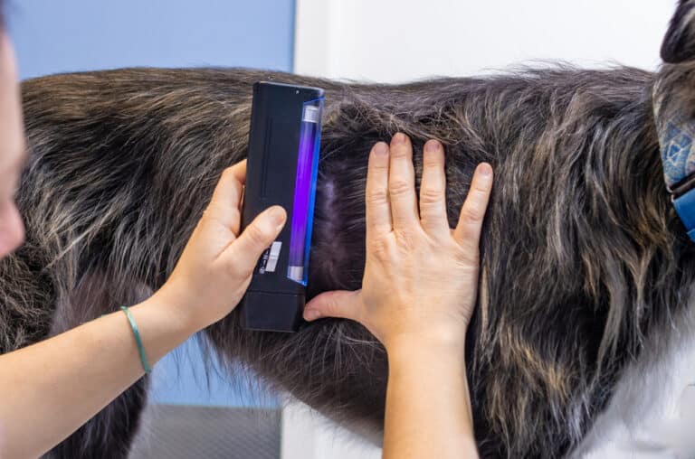 Tigna del cane: sintomi, trattamento e prevenzione