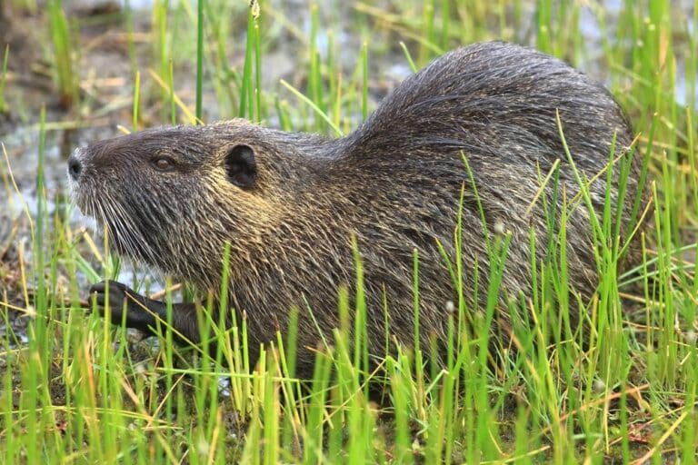 Tutto sulla nutria, da dove vengono, cosa mangiano, sono veramente ...
