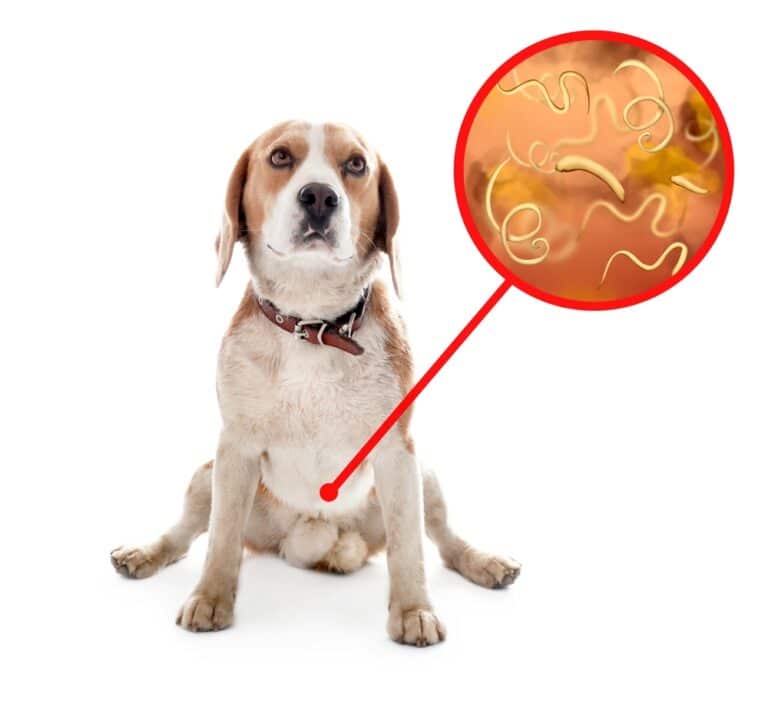 Vermi del cane: tipologie, sintomi, diagnosi, trattamenti e prevenzione
