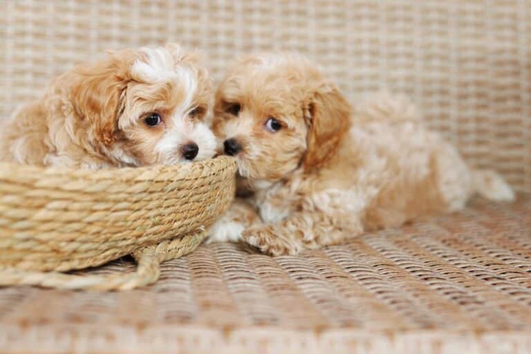 Maltipoo: carattere, cura e consigli per un cane compagno ideale