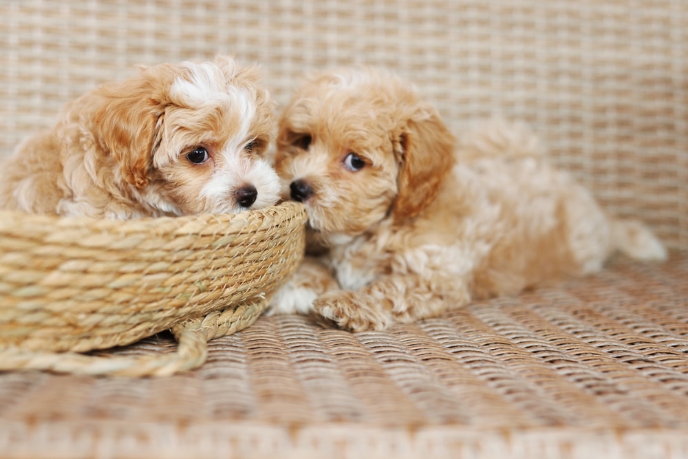 Maltipoo: carattere, cura e consigli per un cane compagno ideale