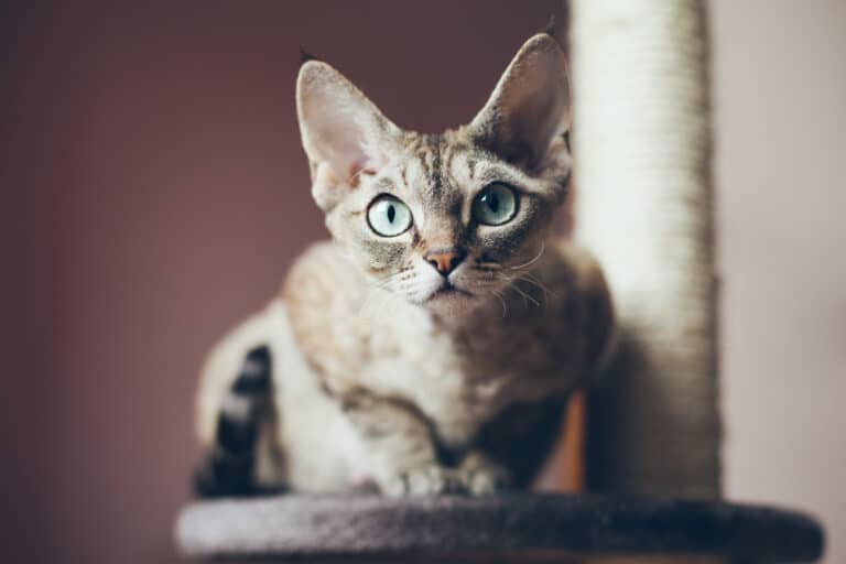 Gatti piccoli: quali sono le razze feline che restano piccole