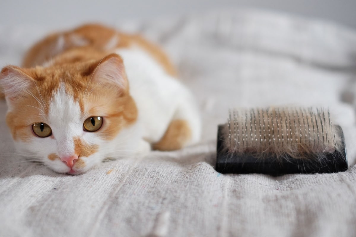 Gatto perde pelo a chiazze: tutte le possibili cause e i rimedi