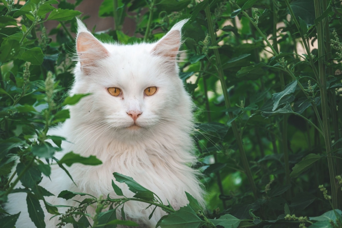 Gatto più grande del mondo: razza, peso, età e curiosità