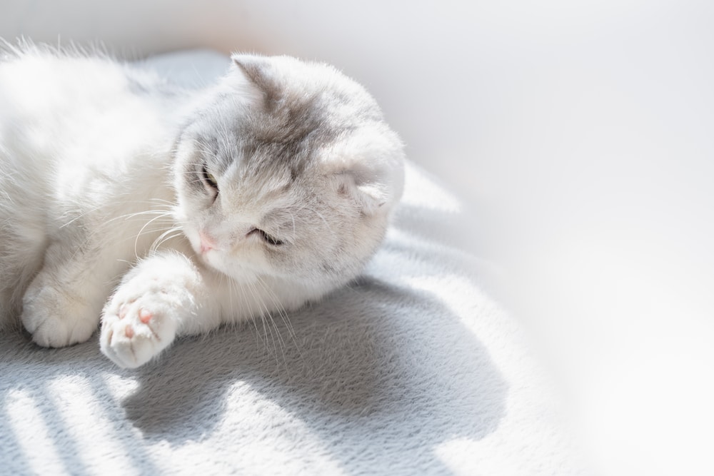 Gatto nano: scopriamone le caratteristiche e il carattere