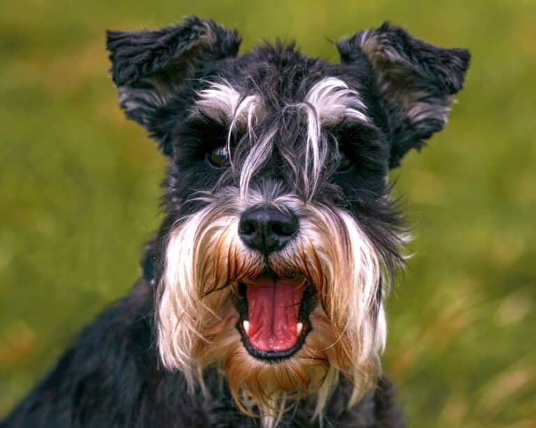 Schnauzer nano: caratteristiche, temperamento e consigli per la cura