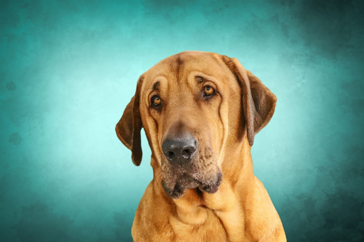 Cane danese (Broholmer): caratteristiche, temperamento e cura