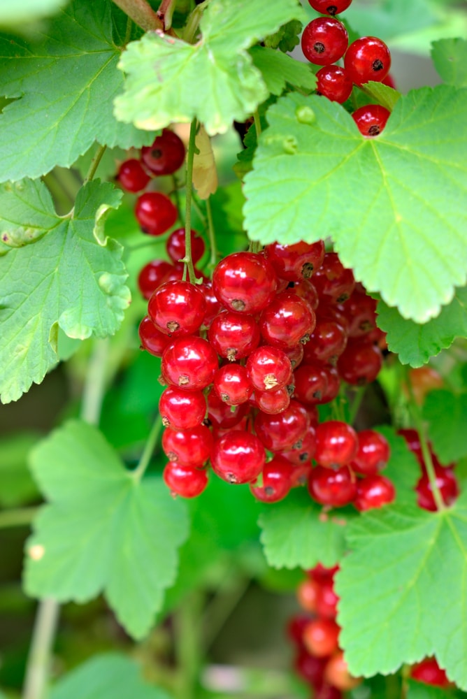 Come coltivare il ribes in vaso o in balcone: i consigli fondamentali