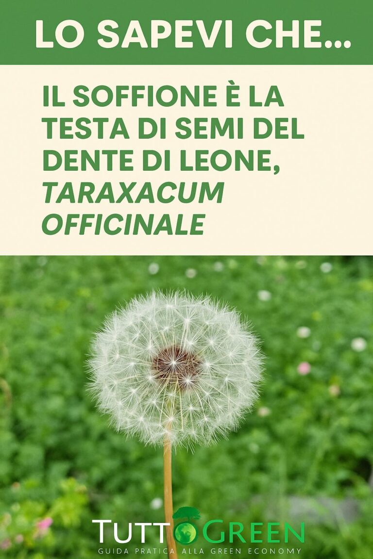 A cosa serve il tarassaco: proprietà, utilizzi, controindicazioni