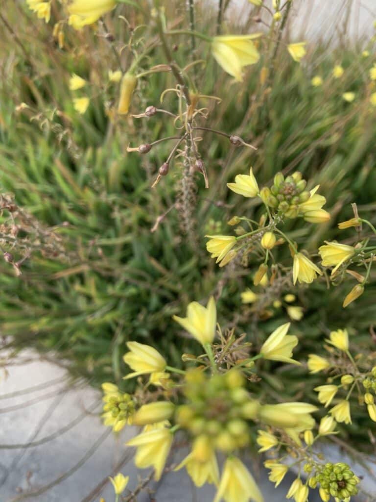 Bulbine: tutto sulla cura di questa pianta succulenta, foto e video