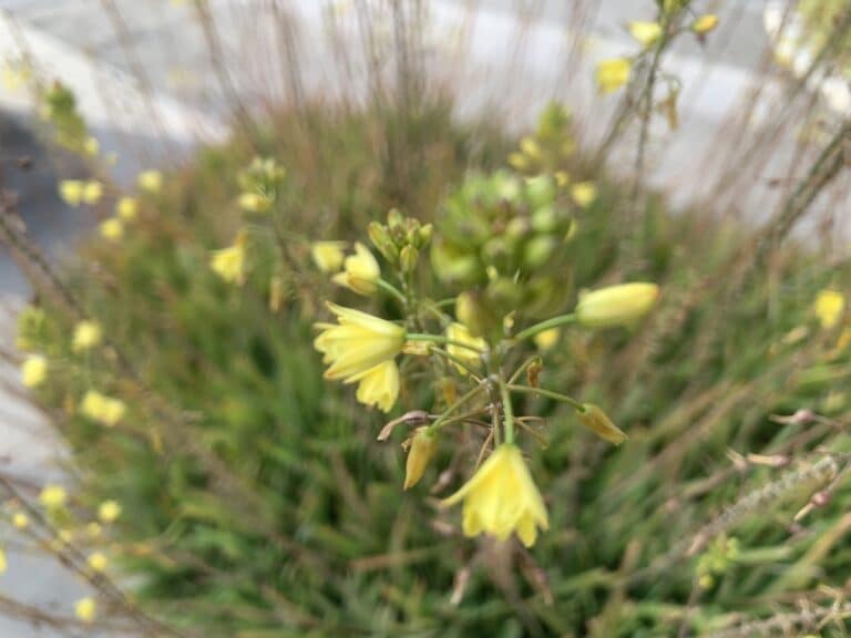 Bulbine: tutto sulla cura di questa pianta succulenta, foto e video