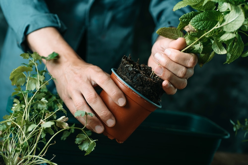 Come piantare la menta: clima, annaffiature, esposizione, terreno
