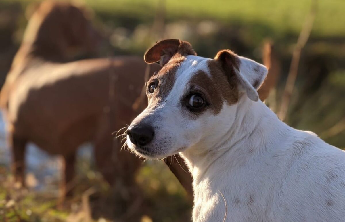 Cane che vive di più: le razze più longeve