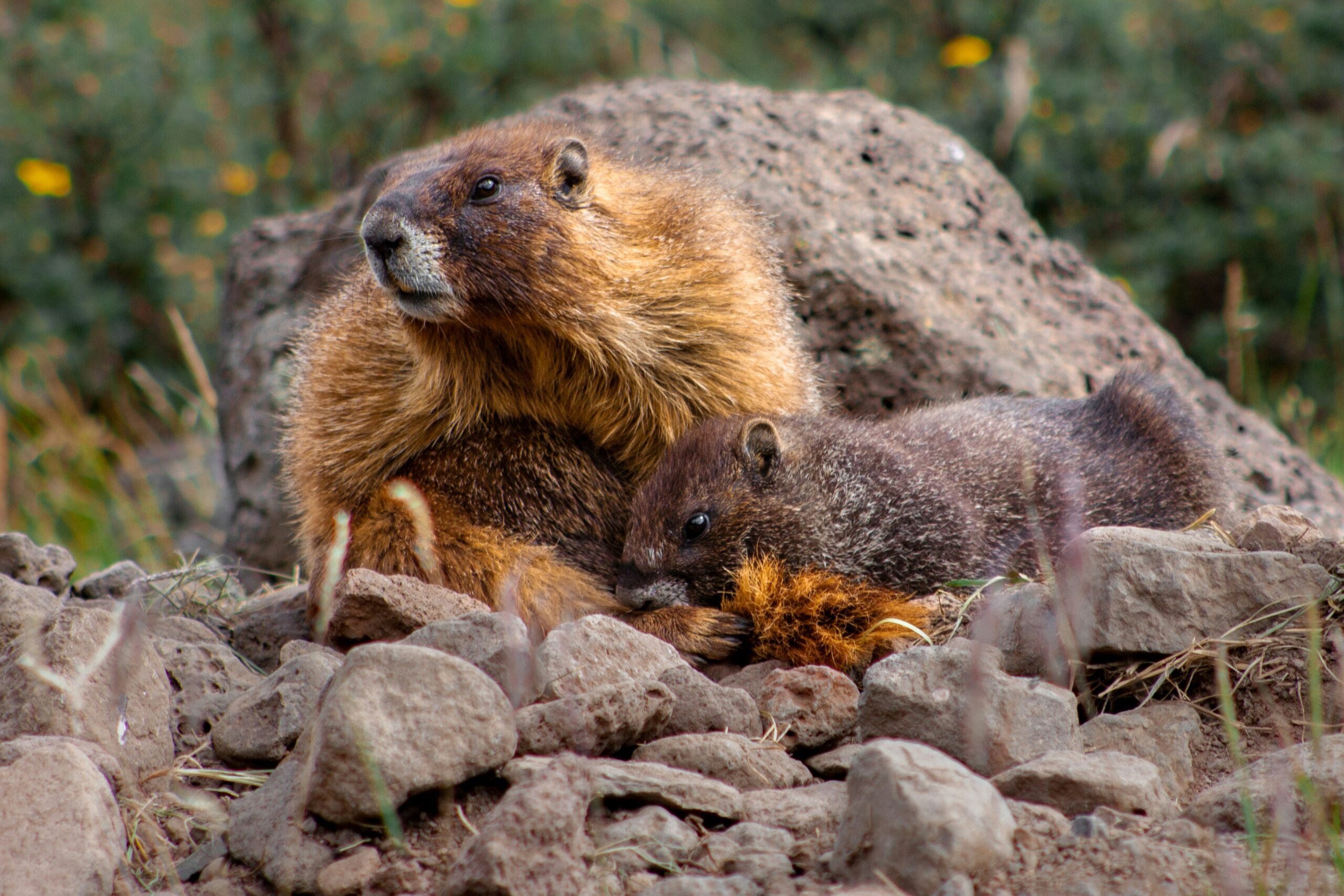 Scopriamo tutto sulla marmotta e le sue caratteristiche