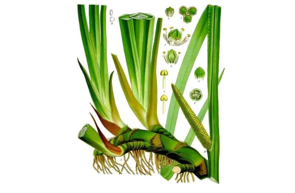 A cosa serve il calamo aromatico: proprietà, benefici e posologia